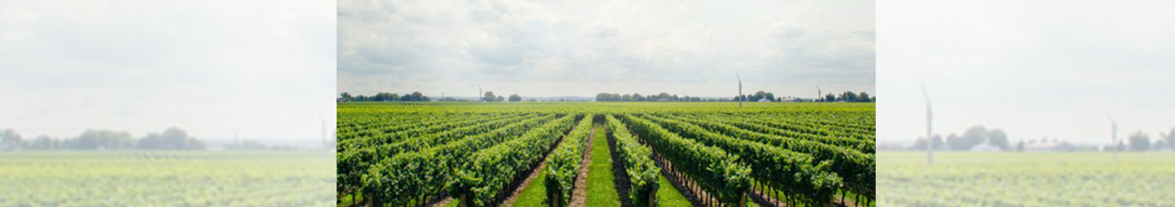 Βιολογική Γεωργία - Κτηνοτροφία